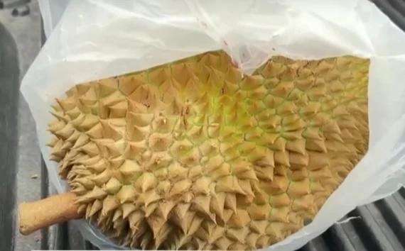 Man riding motorcycle crashes into pickup， lands on durians: Tragic ...